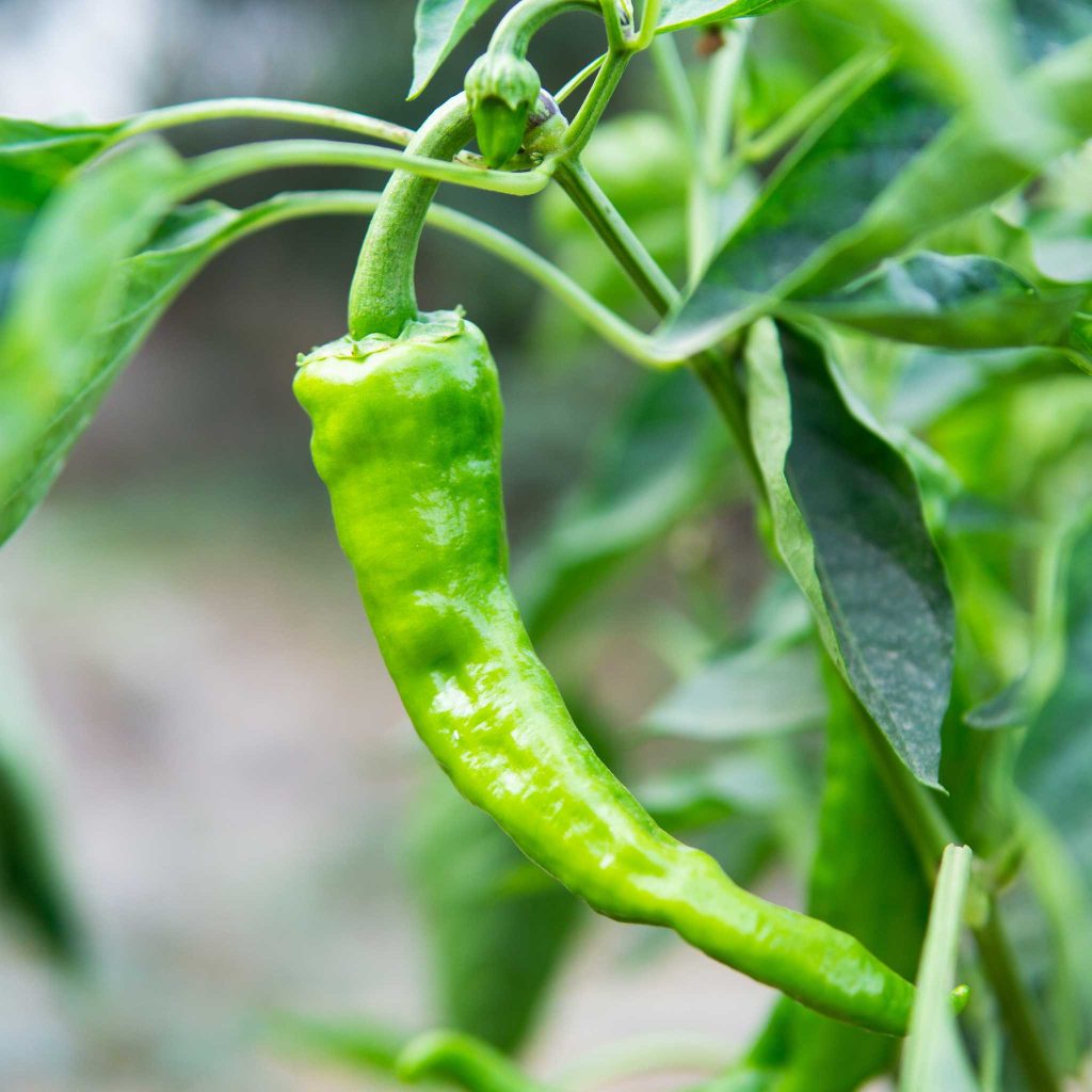 Poivron long greffé - Horticulteur